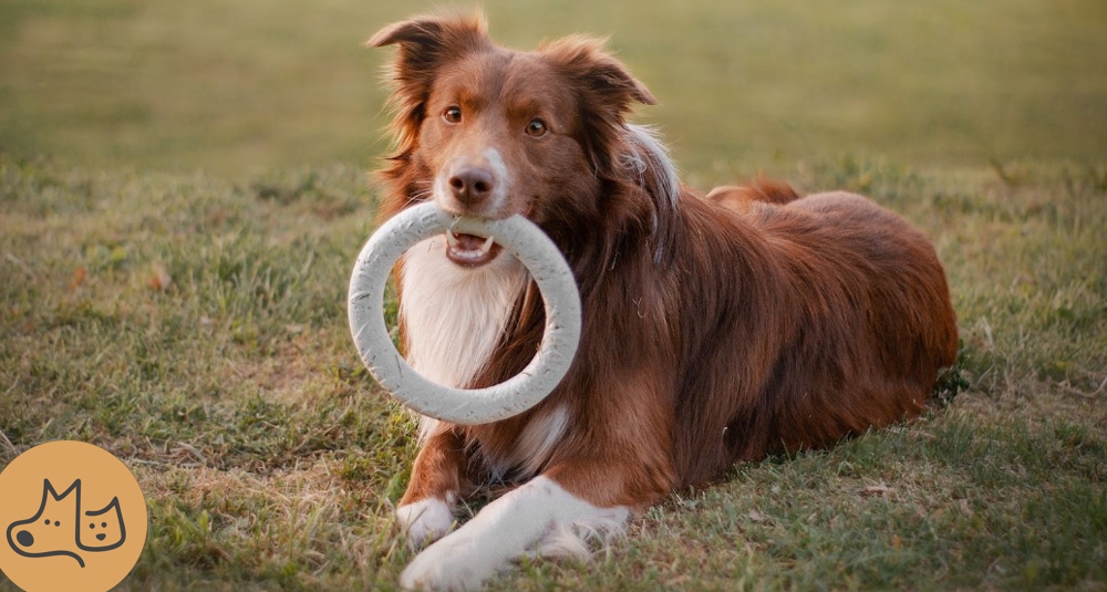 6 nejoblíbenějších interaktivních hraček pro psy